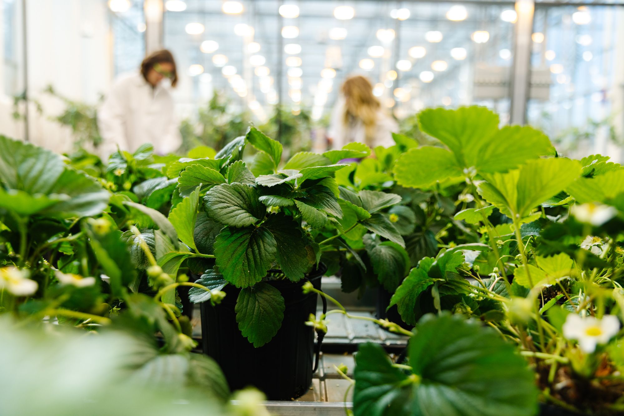 GreenLight Biosciences